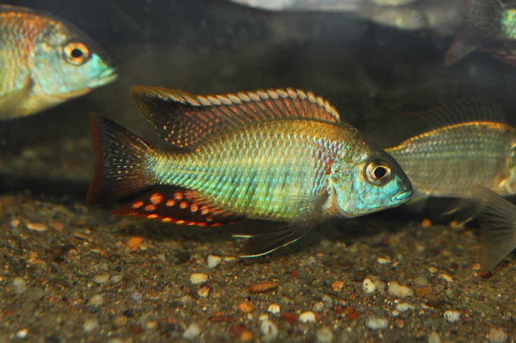 African Cichlid Fish: Unique Traits and Care Guide