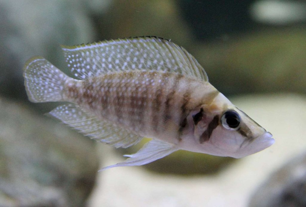 White Calvus - Home of Cichlids