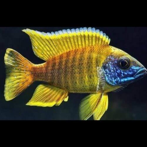 Benga Sunshine Peacock 5-7cm - Home of Cichlids