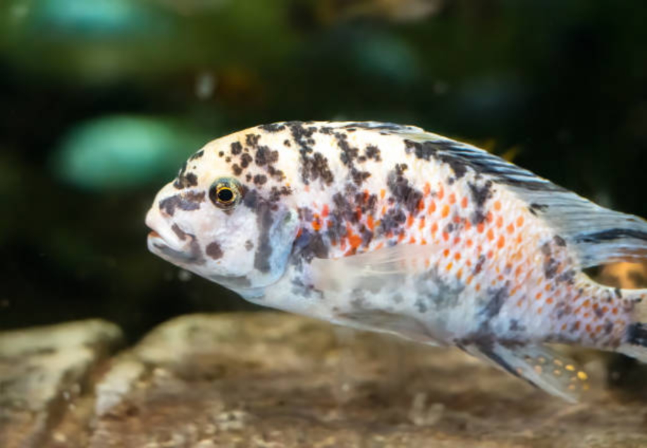 Common Cichlid Diseases and Treatments Explained